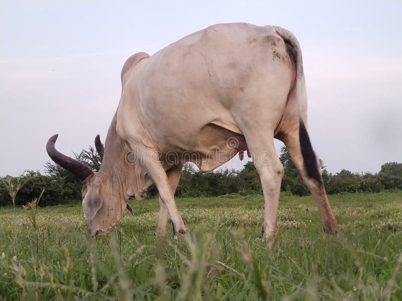 Hot Indian Milk Tea with Spices - Cinnamon, Cardamom, Ginger, Cloves ...
