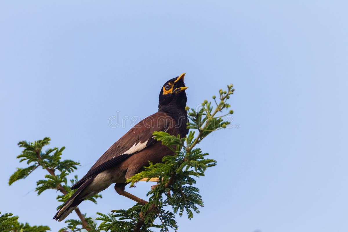 Bird Indian Minor Stock Photos - Free & Royalty-Free Stock Photos from ...