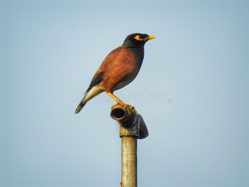 Indian Common Moina Stock Photos - Free & Royalty-Free Stock Photos ...