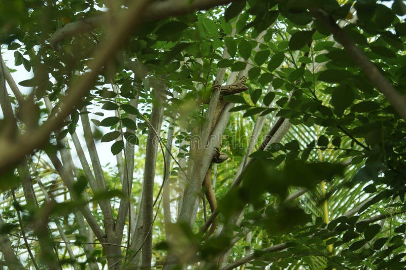 Indian monitor lizard stock photo. Image of monitor - 114183514