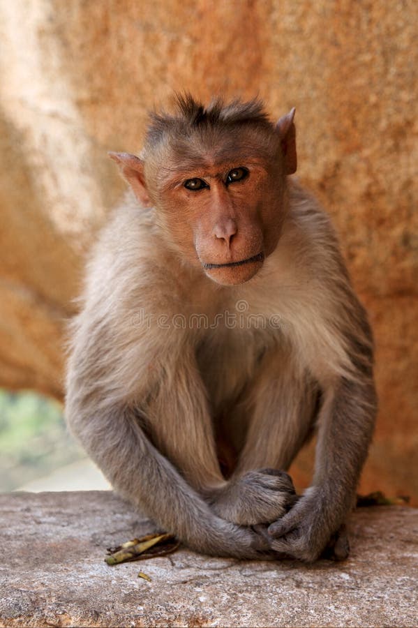 Indian monkey stock image. Image of wild, india, rock - 23551793
