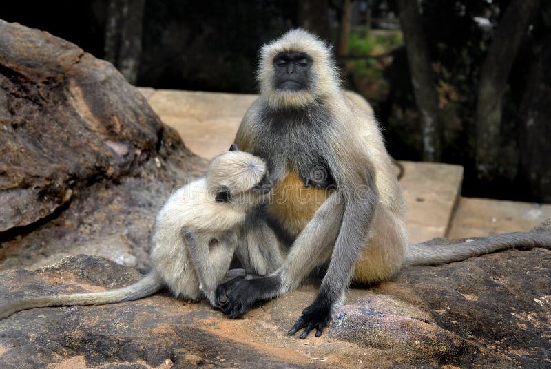 Indian Monkey stock photo. Image of orissa, nature, face - 27829806