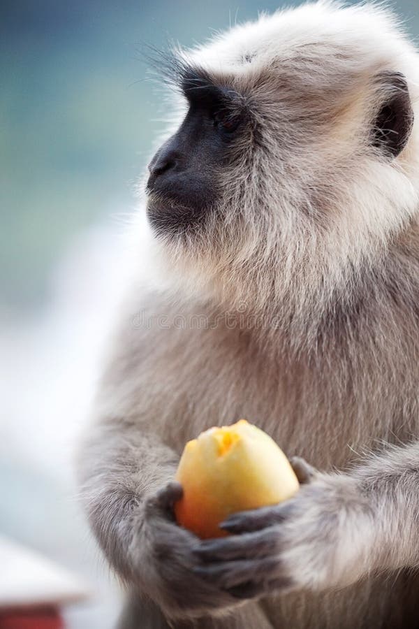 Indian monkey stock image. Image of wild, black, eating - 166505045