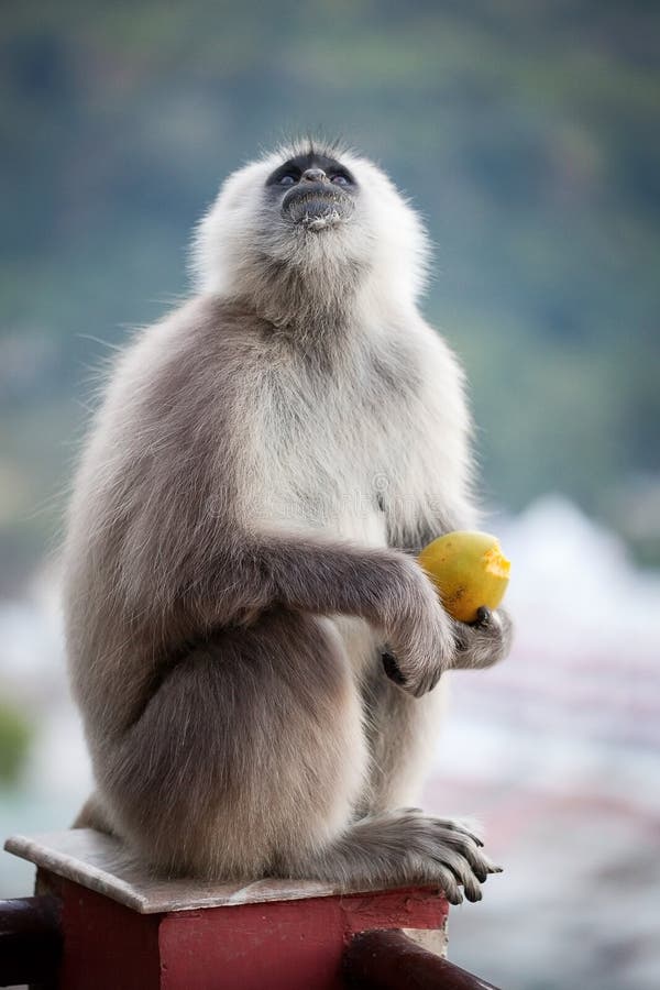 Indian monkey stock image. Image of mammal, eating, macaca - 166505225