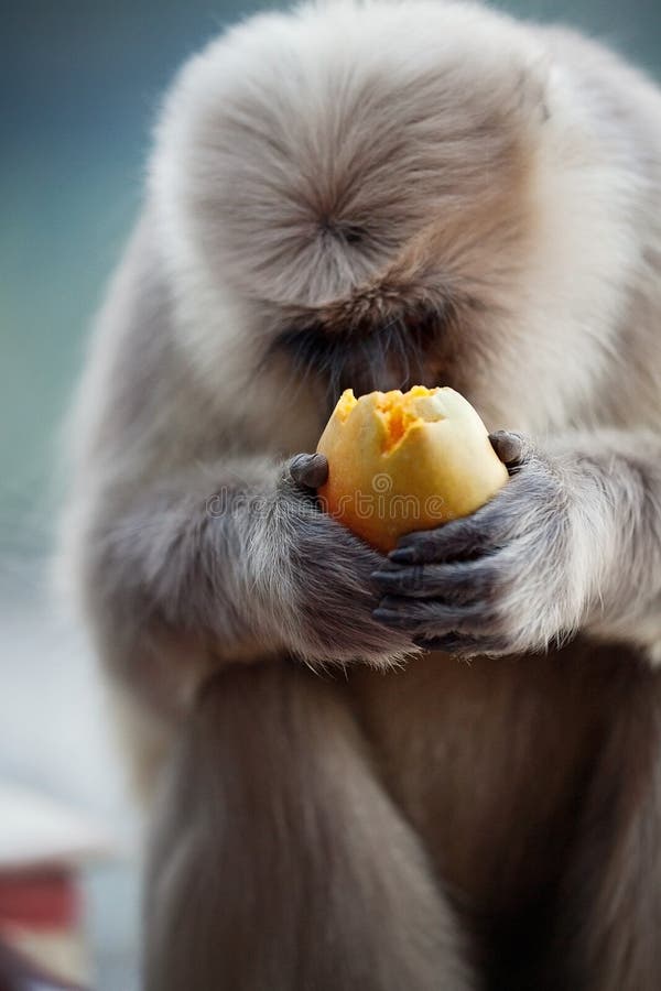 Indian monkey stock photo. Image of young, funny, furry - 166505678