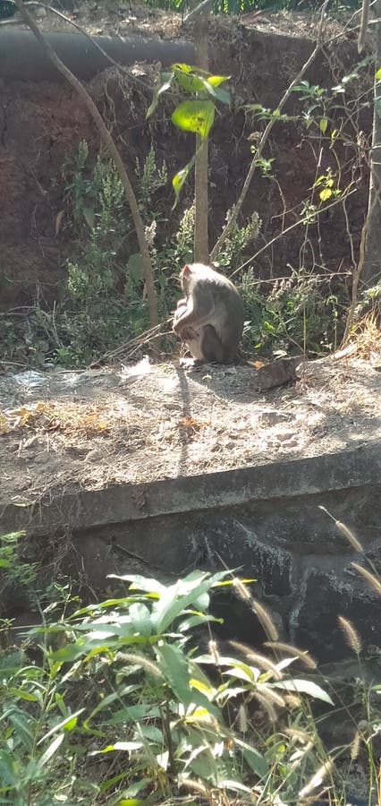 Indian monkey carried baby stock photo. Image of forest - 210172502