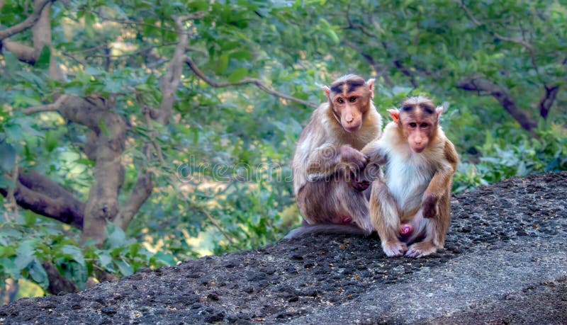Indian Monkey Couple in Forest Stock Photo - Image of indian, couple ...