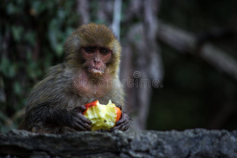 472 Monkey Eating Apple Stock Photos - Free & Royalty-Free Stock Photos ...