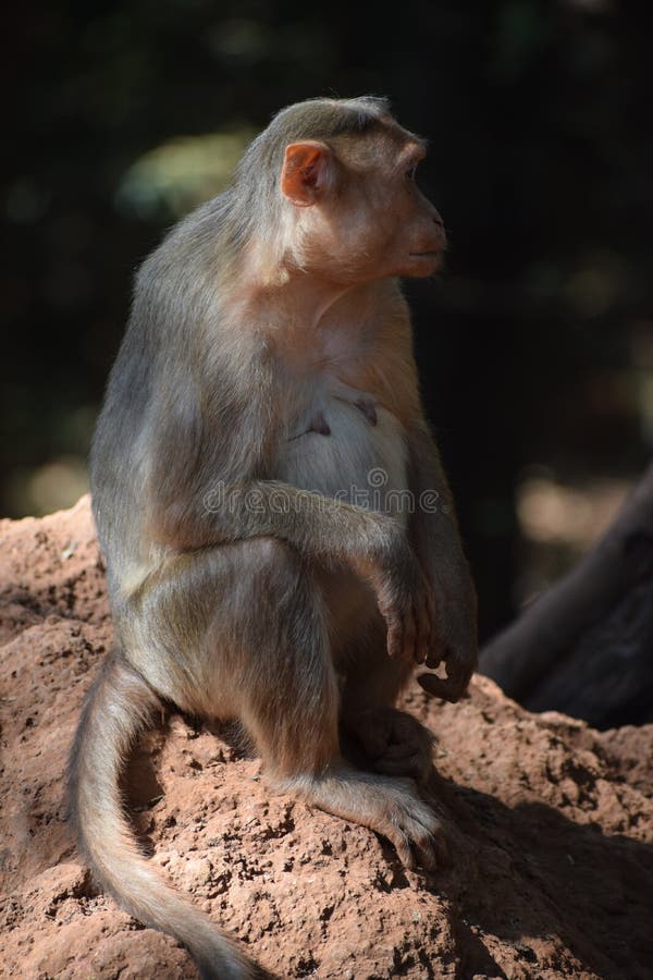 Monkey expression stock image. Image of mammals, monkey - 2658303