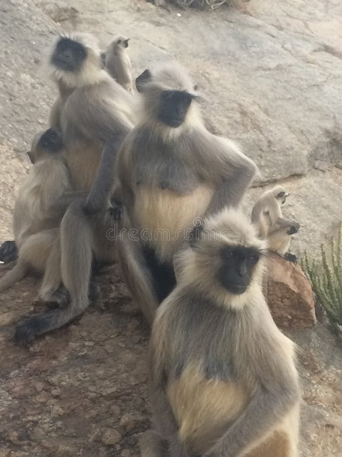 Indian monkey stock photo. Image of fauna, wild, black - 79248072