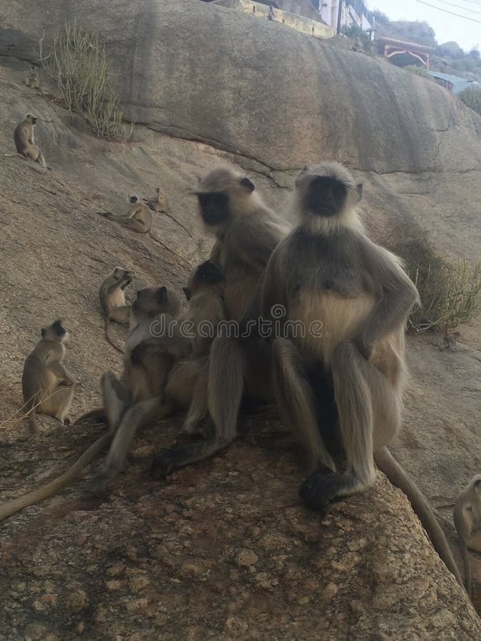 Indian monkey stock photo. Image of fauna, baboon, grey - 79248098