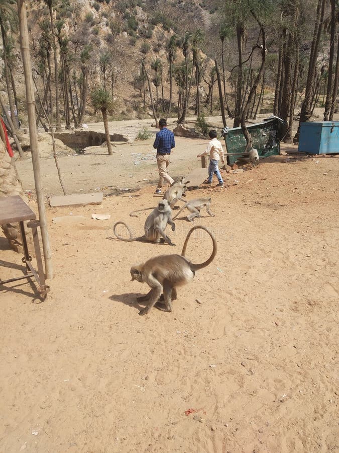 Indian Monkey Ground Mount Tree Editorial Photo - Image of monkey ...