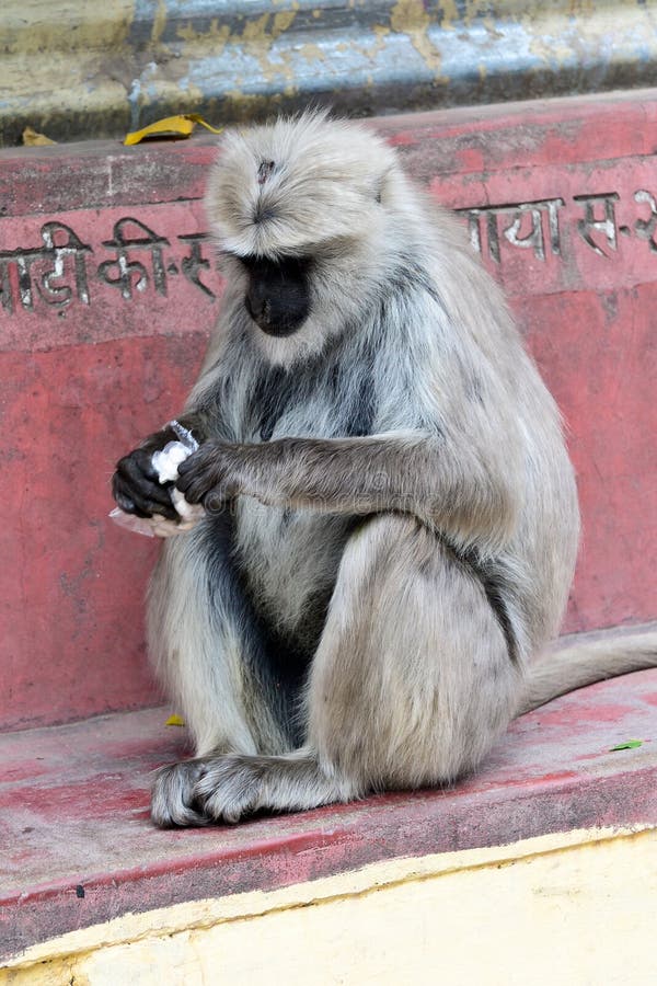 Indian Capuchin Monkey stock photo. Image of india, asia - 18460146