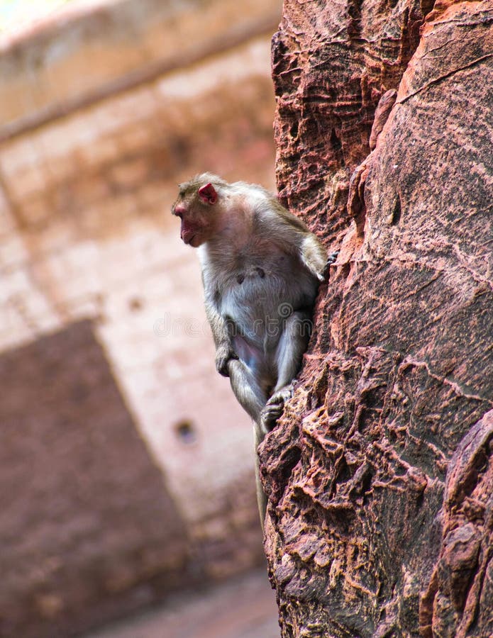 Indian Monkey Looking Behind Sitting on the Rock. Stock Image - Image ...