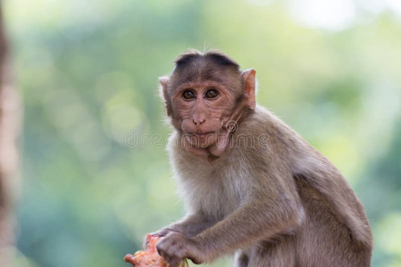 An Indian Monkey Indian Macaques, Bonnet Macaques Eating Food with Its ...