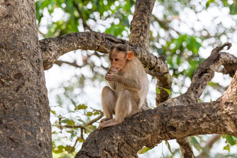 An Indian Monkey Indian Macaques, Bonnet Macaques Eating Food with Its ...