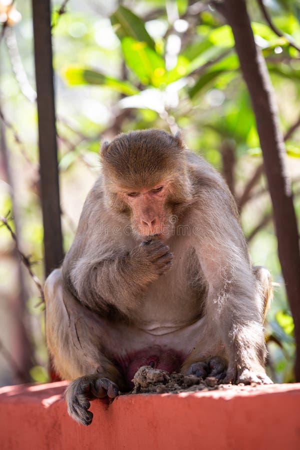 Indian Monkey Sitting on a Fence in Rishikesh Stock Photo - Image of ...