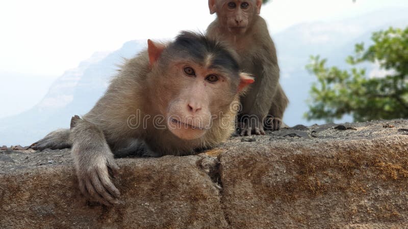 Indian monkey stock photo. Image of resting, whiskers - 275121322