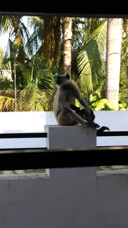An Indian Monkey Resting on the Pillar of Compound Wall of My Home ...