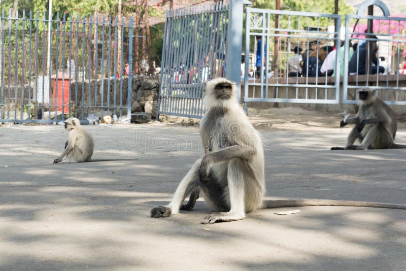 Indian Monkey Seating on Road Stock Image - Image of nashik, road ...