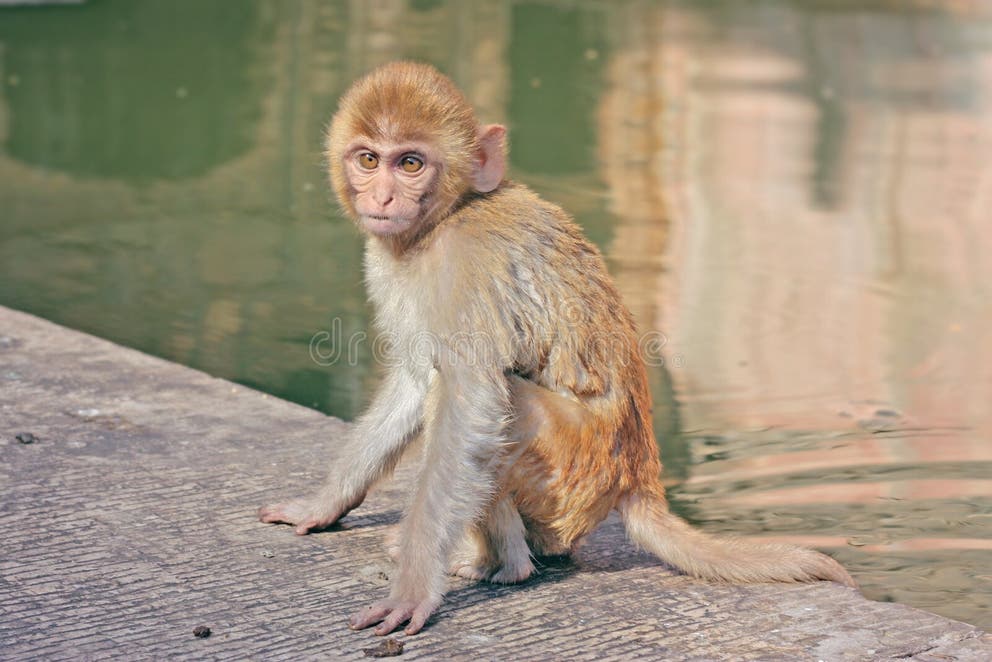 Indian monkeys stock image. Image of play, hand, mammal - 23046587