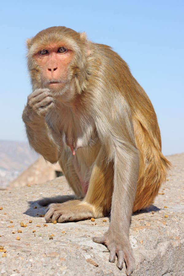 Indian monkeys stock image. Image of asia, face, brown - 23046865