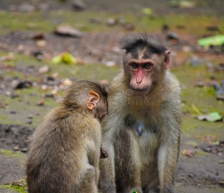 354 Indian Gorilla Tube Stock Photos - Free & Royalty-Free Stock Photos ...