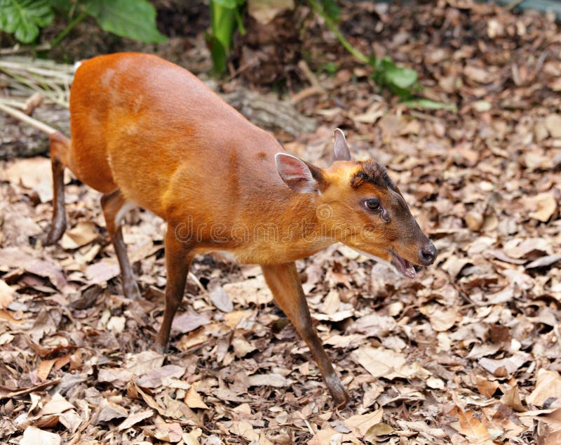 Common Muntjac stock photo. Image of common, cute, mammal - 14708110