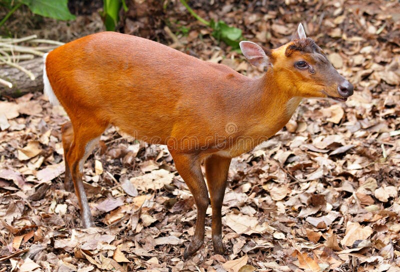 Common Muntjac stock photo. Image of common, cute, mammal - 14708110