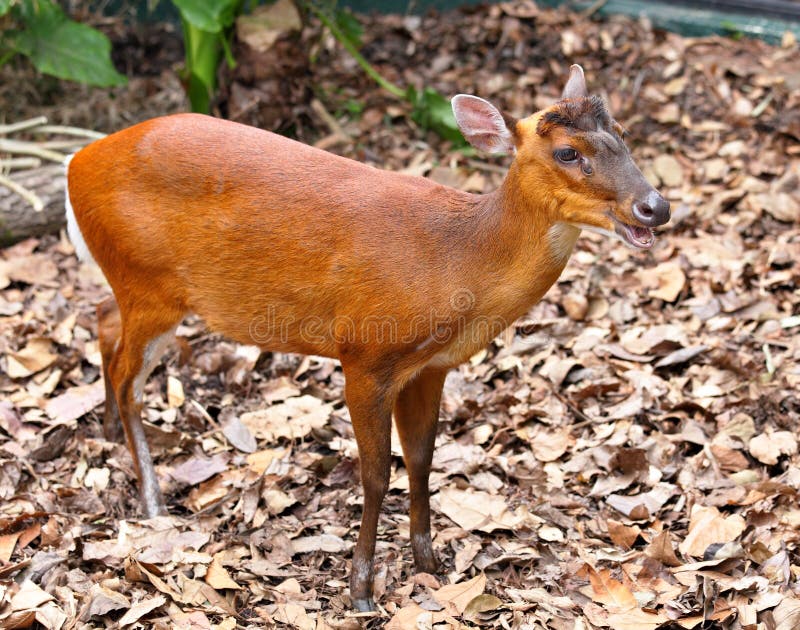 Muntjac Squirrel