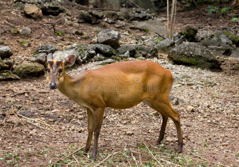 Common Muntjac stock photo. Image of common, cute, mammal - 14708110