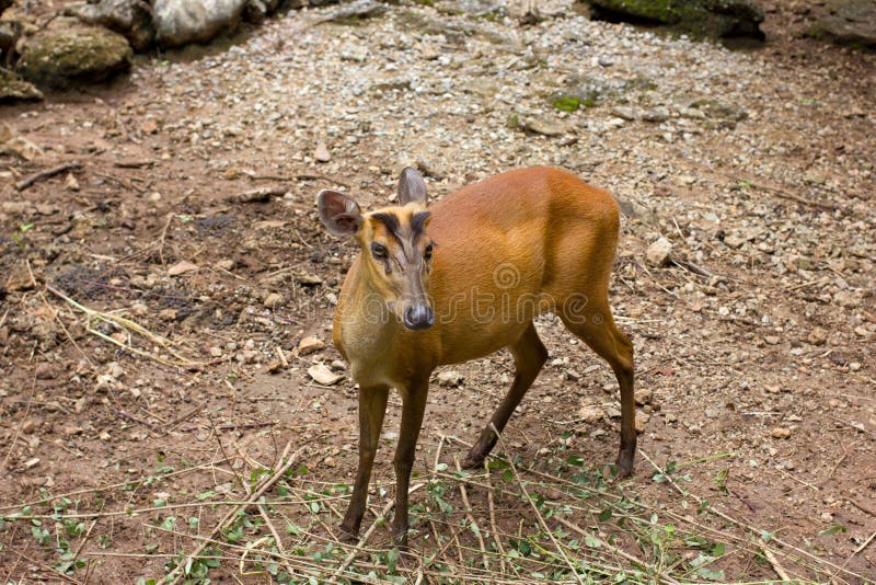 Common Muntjac stock photo. Image of common, cute, mammal - 14708110