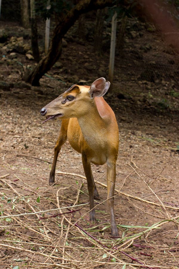 Common Muntjac stock photo. Image of common, cute, mammal - 14708110