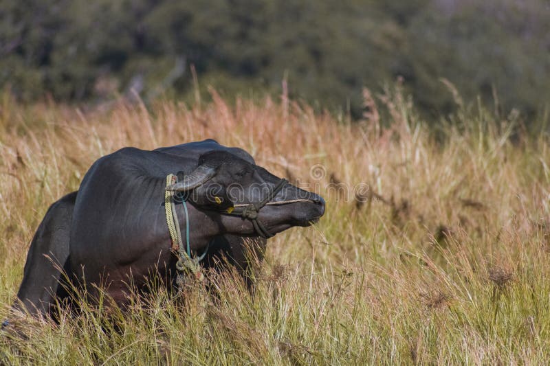 Indian Murrah Buffalo Eating Grass on the Field Stock Photo - Image of ...