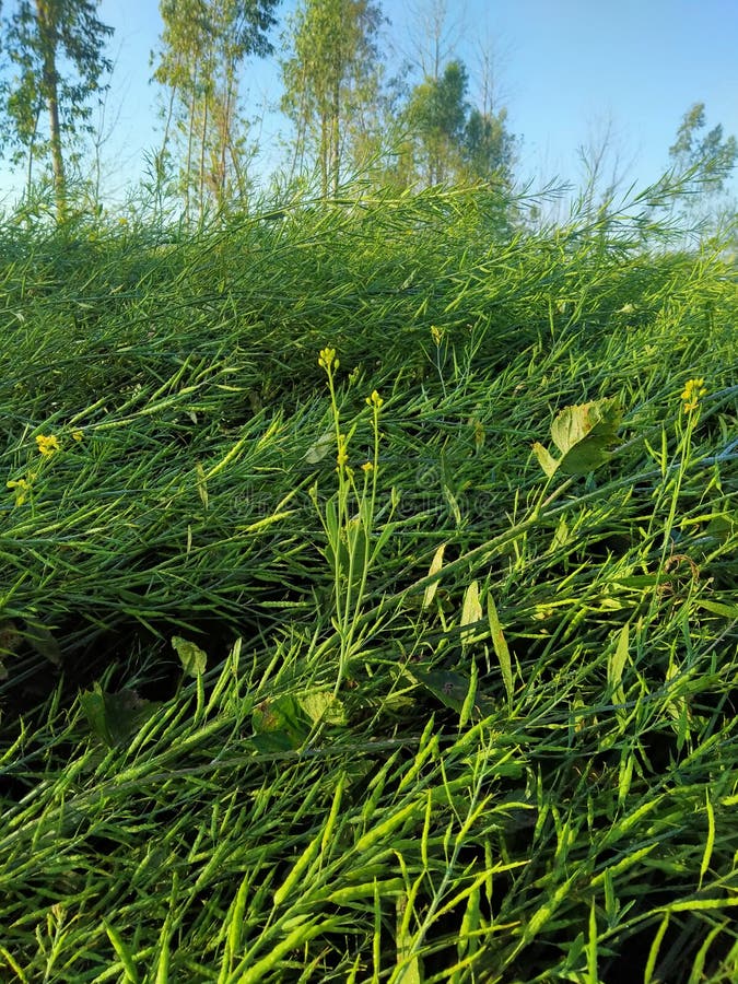 Indian Mustard, Chinese Mustard Stock Image - Image of indian, desi ...