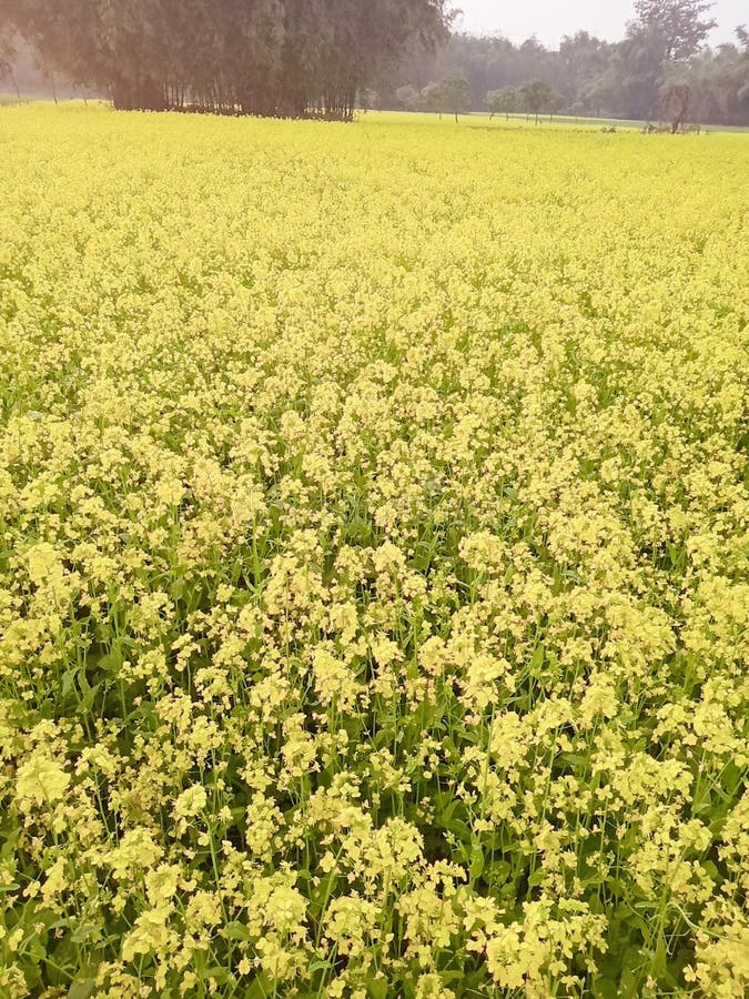 Indian Mustard Plant Flower Nice Image Stock Photo - Image of grassland ...