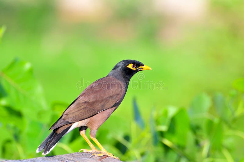 Indian myna stock photo. Image of starling, green, beak - 7378684