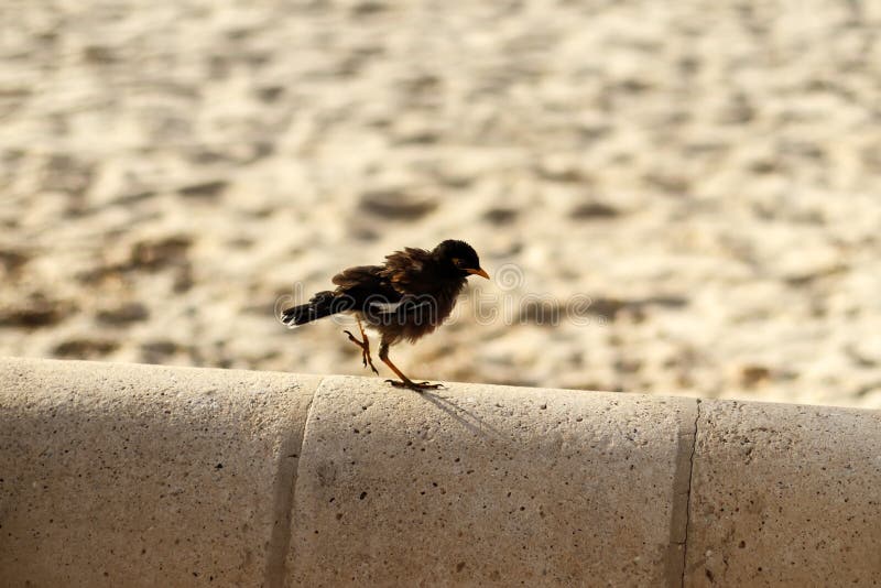 Indian Myna Bird Chick on a Parapet on the Beach Stock Photo - Image of ...