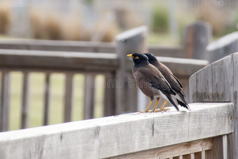 Indian myna birds stock photo. Image of acridotheres - 88881674