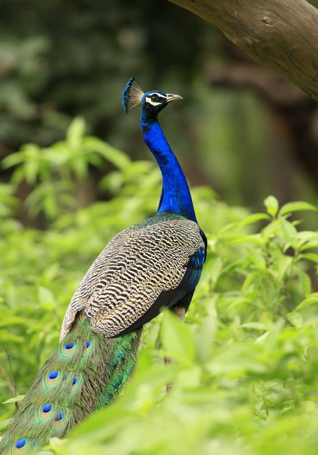 Indian National Bird Peacock Stock Photo - Image of bright, beauty ...