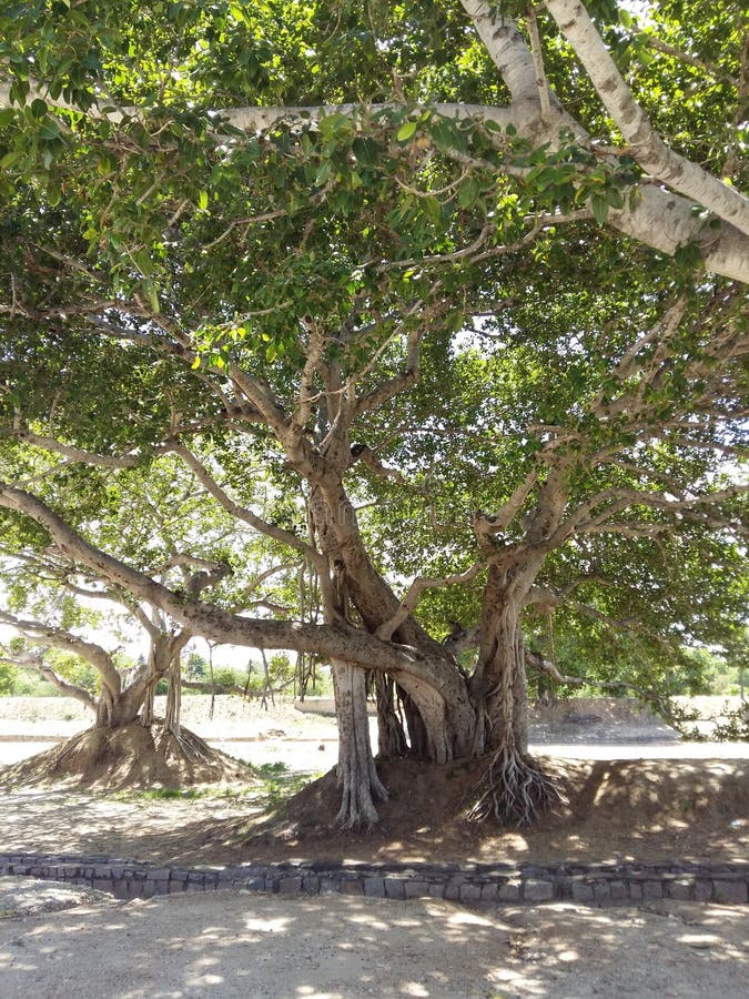 National tree picture stock image. Image of indian, national - 126639713