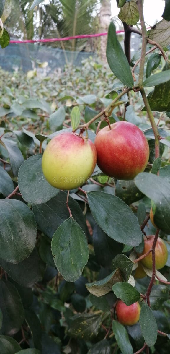 Indian Natural Fruit Tree Photography Stock Image - Image of fruit ...