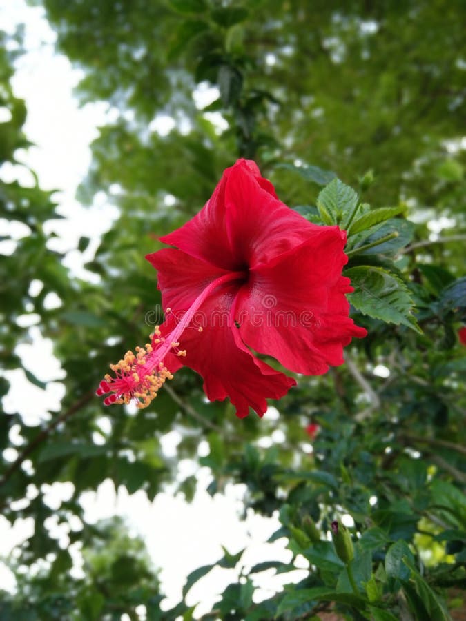 163 Indian Beautiful Natural Red Hibiscus Flower Plant Stock Photos ...