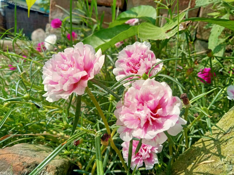 Indian natural red flyover stock photo. Image of herb - 198553420