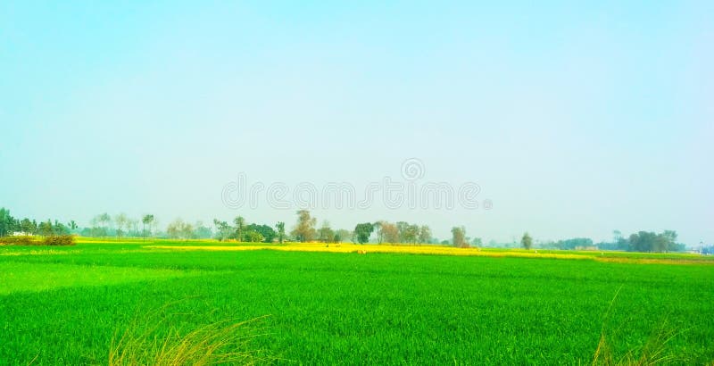 Indian Natural View of Field Stock Photo - Image of indian, field ...