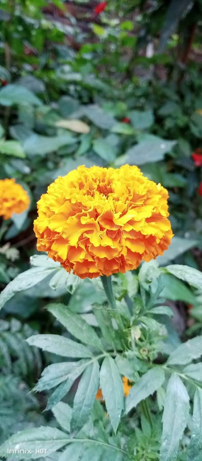 Indian Nature Merrygold Flower Stock Photo - Image of blossom, plant ...