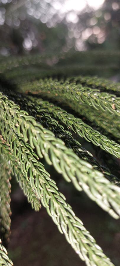 Indian Nature photography stock image. Image of frost - 258316661