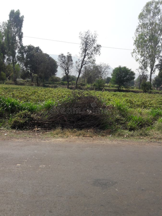 Indian Nature View Including Beans Farm Stock Image - Image of indian ...