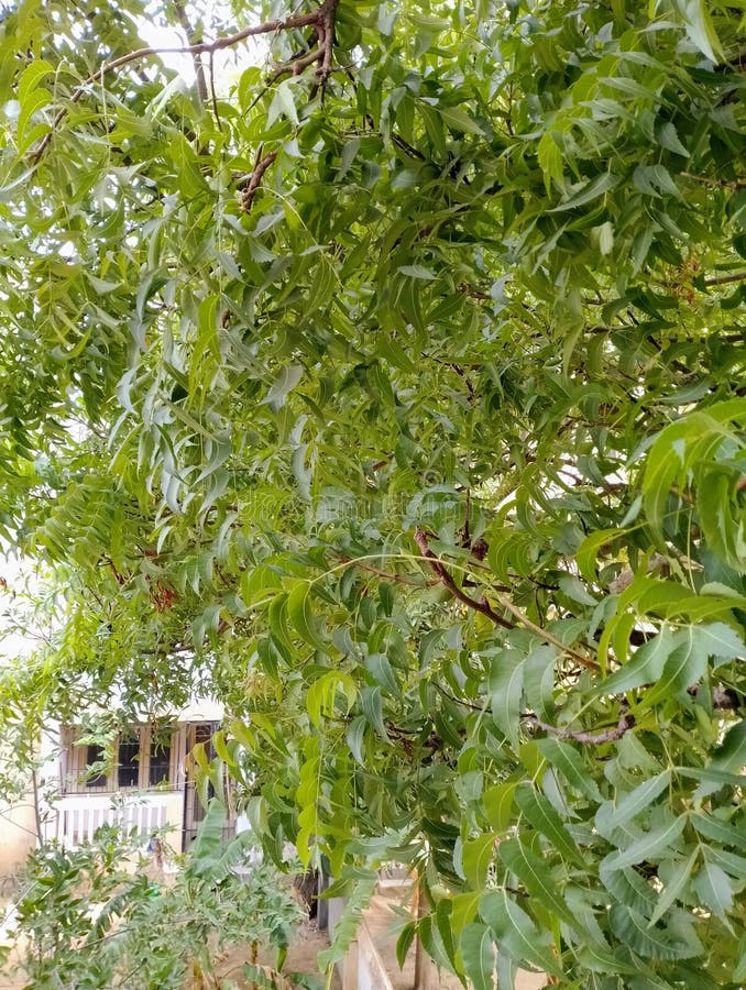 Indian neem plant. stock image. Image of indian, green - 254684411