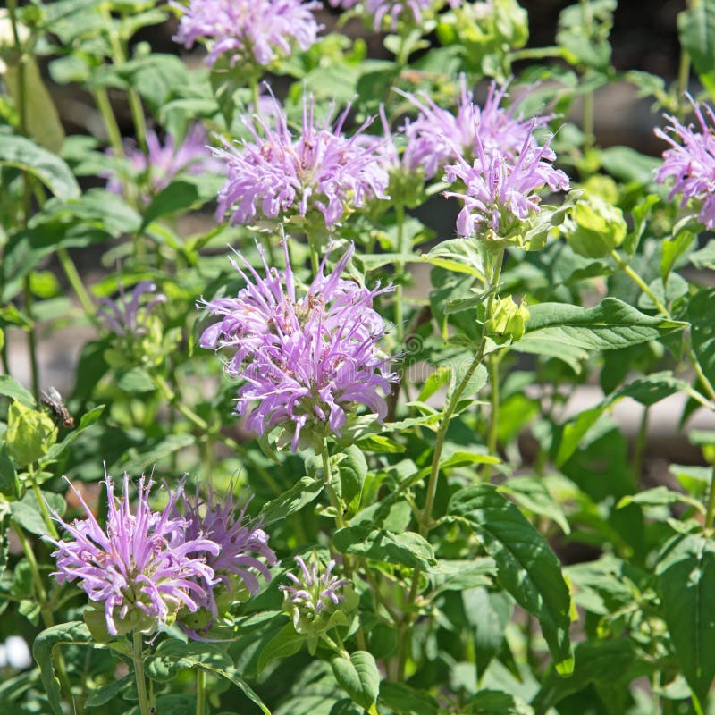 Indian Nettle in a Close-up Stock Image - Image of monarda, bergamot ...